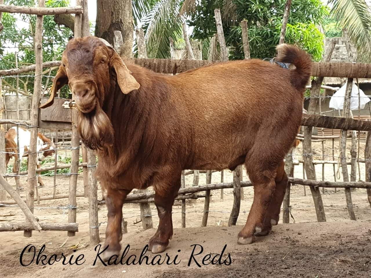 How Big Do Goats Get? - Goat Journal